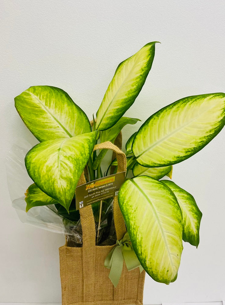 CLOVER. - Indoor Potted Plant – asapflowers